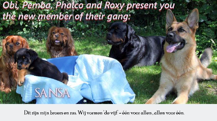 Sansa's Verhaal :: Sansa Snap Studio