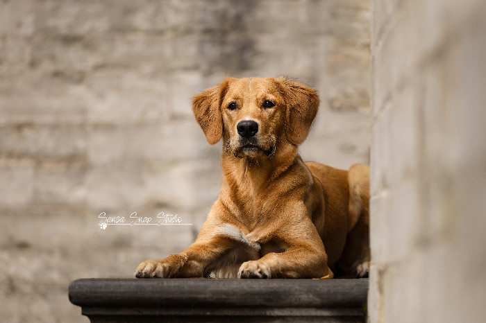 Portfolio :: Sansa Snap Studio