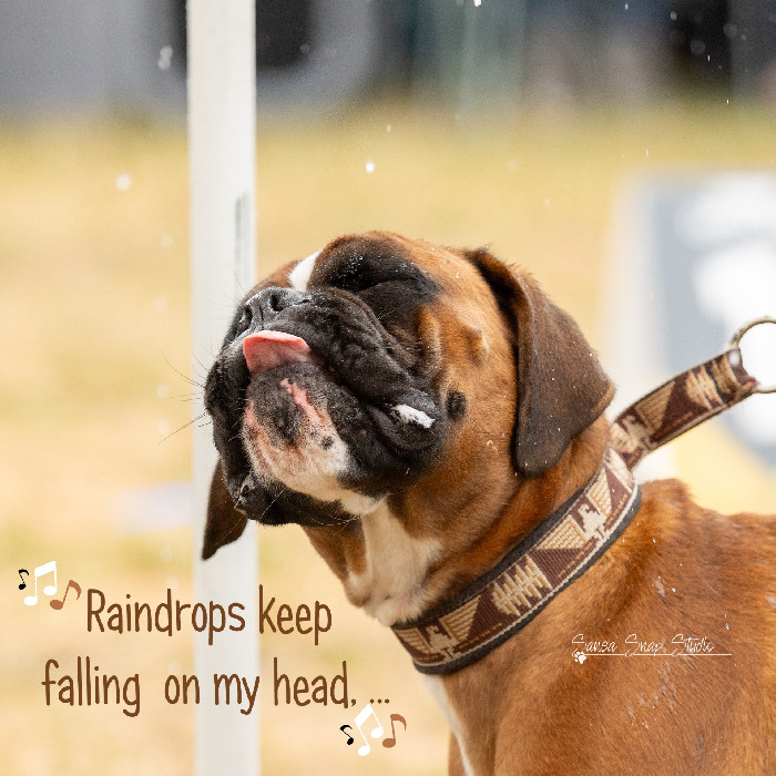 Show der Kempen :: Sansa Snap Studio